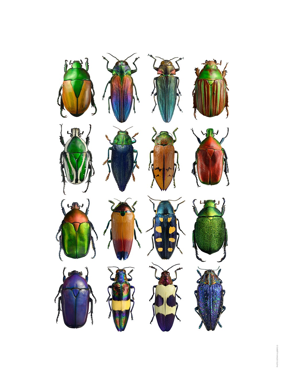 Poster żuki 30x40 Multicolour Beetles Bugs - Moaai - Sklep z ...