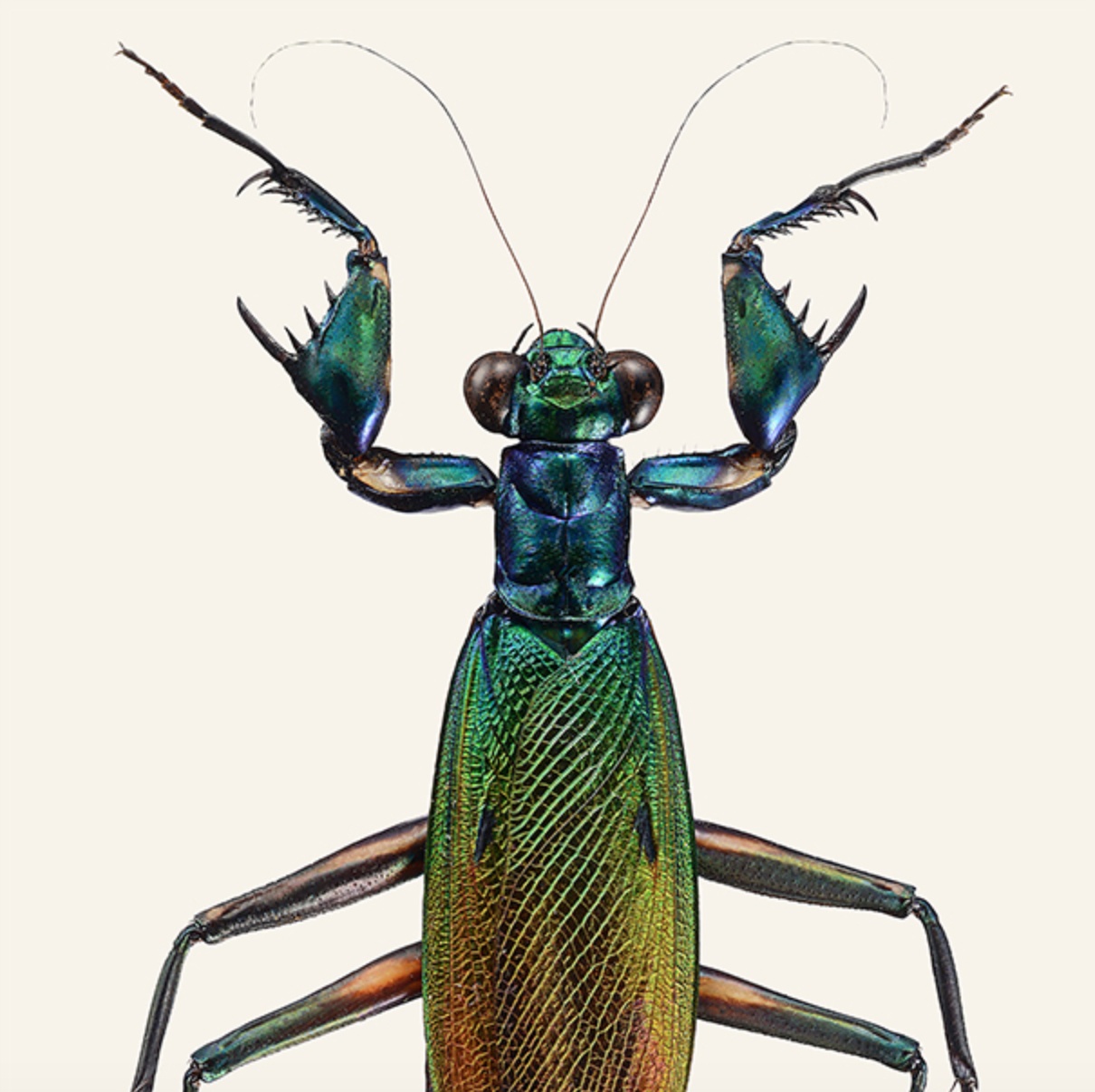 Poster modliszka 30x40 Metallyticus Splendidus - Iridescent Bark Mantis ...